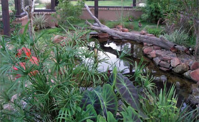 No Ugly Duckling: The unique filtration of a pond just for ducks - POND ...