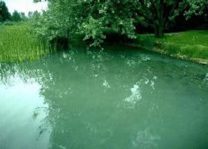 Pond Perils: Aquamarine Algae - POND Trade Magazine