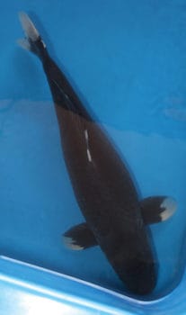 Monochrome Muji Koi Is Pure Perfection - POND Trade Magazine