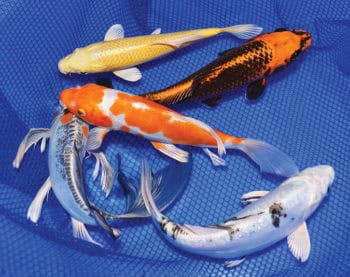 Language of Koi | Tips for Koi Selection - POND Trade Magazine