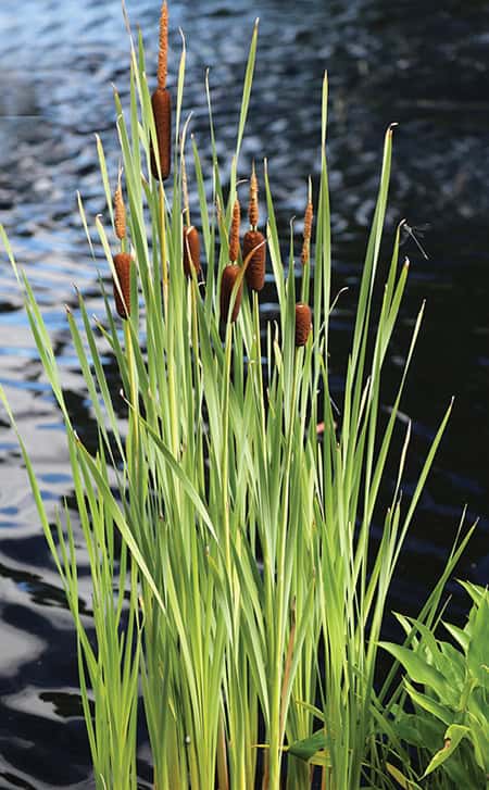 Whet Your Appetite with Edible Pond Plants - POND Trade Magazine