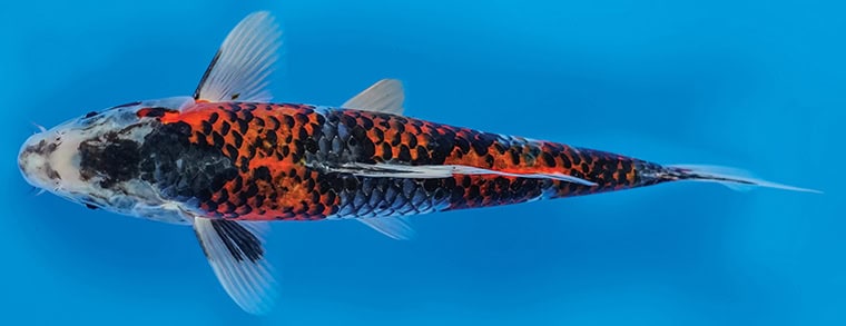 Language of Koi | Seeking Wow-Factor Fish - POND Trade Magazine