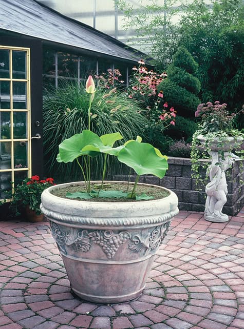 Lotus: The Magical Aquatic Plant - POND Trade Magazine