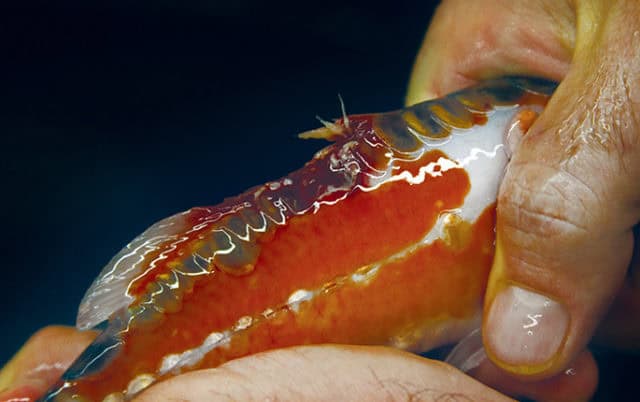 Language of Koi | Understanding and Preventing Bacterial Infections in ...