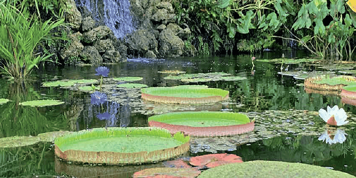 Attractive Concrete Pond Construction Applications from the Pond Pirate ...