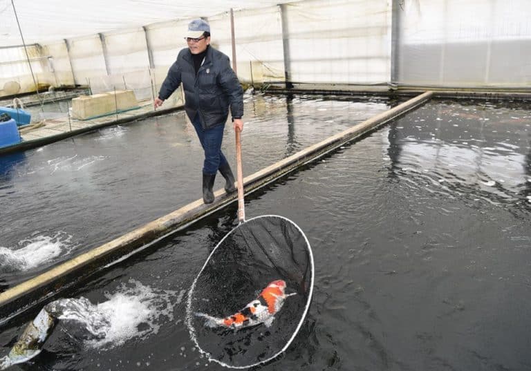 Language of Koi | Speaking the Language of Koi - POND Trade Magazine