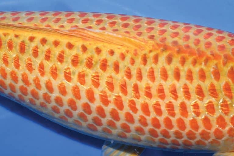 Golden Corn Koi Variety Debuts in Japan - POND Trade Magazine