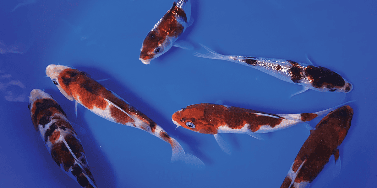 Koromo or 'Robed Koi' Dazzles Collectors - POND Trade Magazine