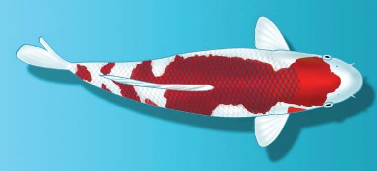 Koromo or 'Robed Koi' Dazzles Collectors - POND Trade Magazine
