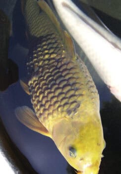 How to Tell when Fish are Unwell - POND Trade Magazine