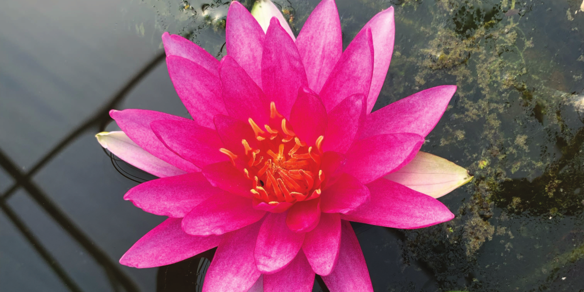 Pollinator-Friendly Pond Plants - POND Trade Magazine
