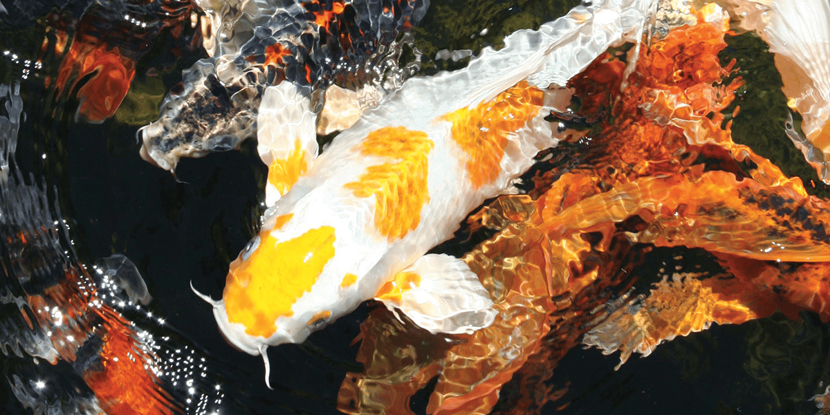 Top Factors Leading to a Crowded Koi Pond - POND Trade Magazine