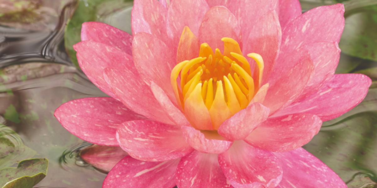 Fall Pond Plantings Set Stage for Spring Success - POND Trade Magazine