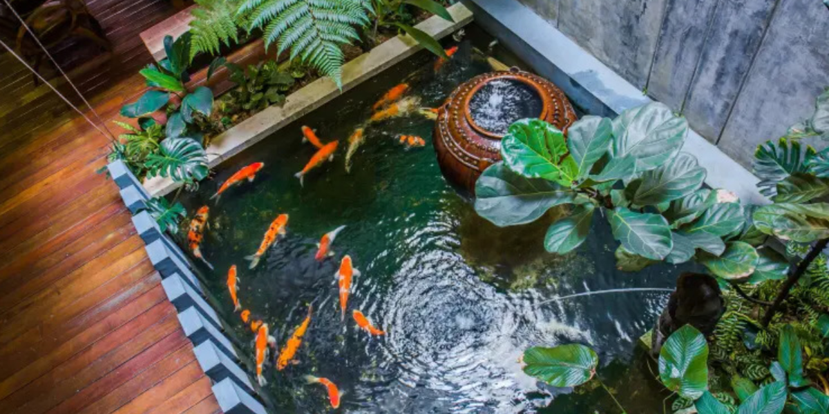 Indoor Tropical Fish Pond
