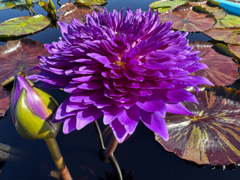 IWGS Announces Results of the 2025 New Waterlily Competition - POND ...