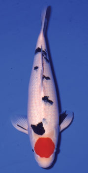 Essential Language for Describing Koi - POND Trade Magazine