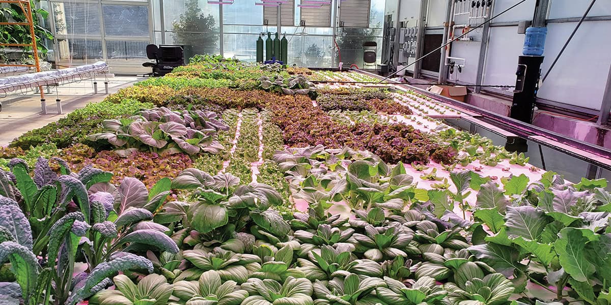 Greenhouse Hydroponics Pond Guide To Aquaponics Greenhouses Go Green