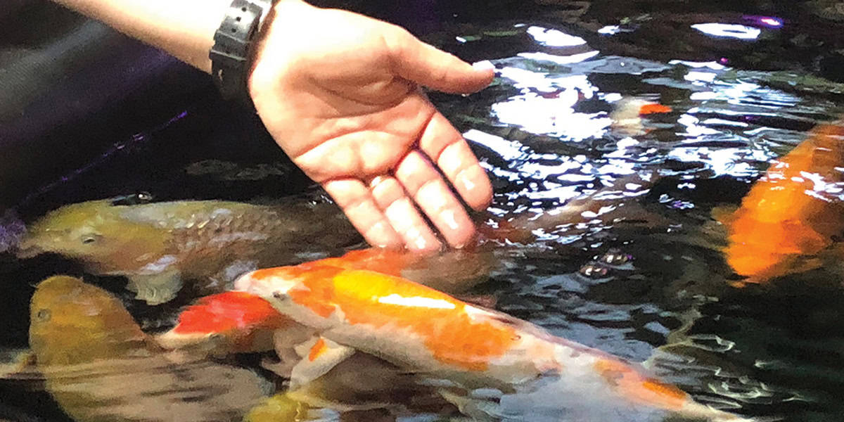 Language of Koi | How to Choose the Right Koi - POND Trade Magazine