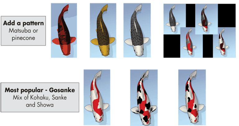 Understanding Color-Changing Koi Fish - POND Trade Magazine